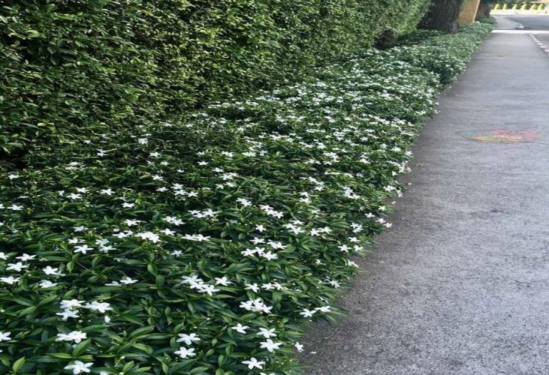Star Jasmine: The Fragrant Climber for Every Garden
